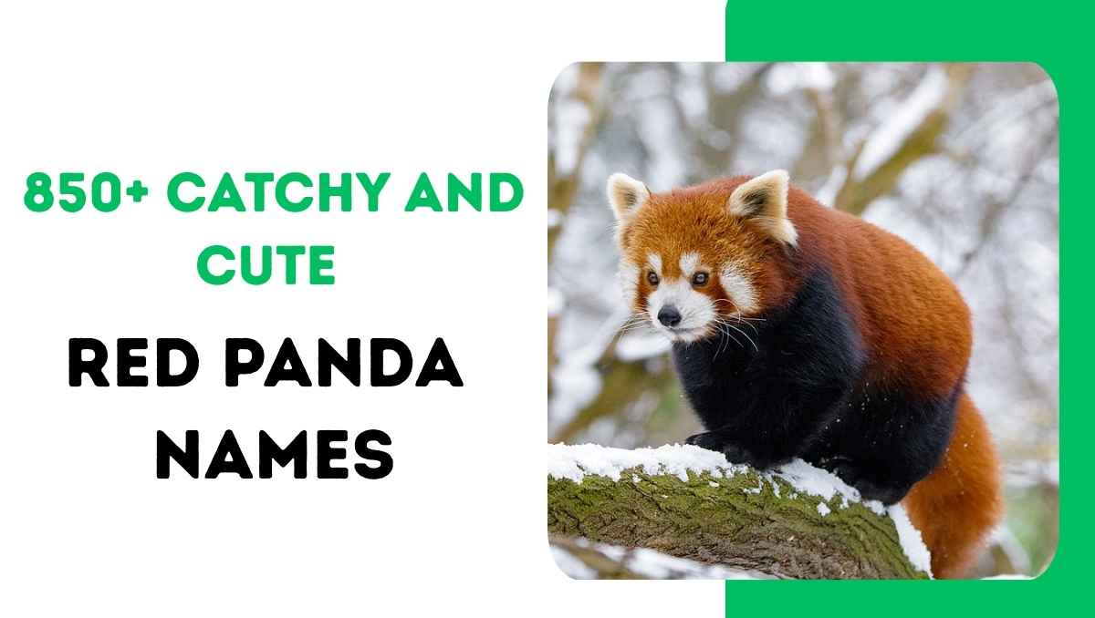 850+ Catchy and Cute Red Panda Names