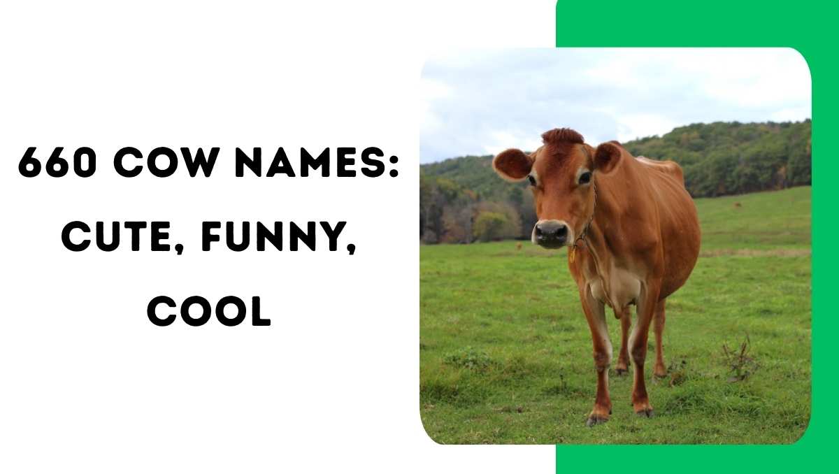 660 Cow Names: Cute, Funny, Cool, and Unique Ideas List