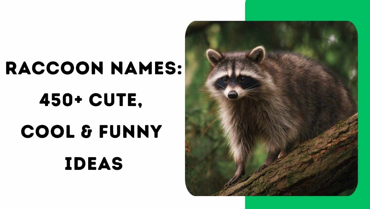 Raccoon Names: 450+ Cute, Cool & Funny Ideas
